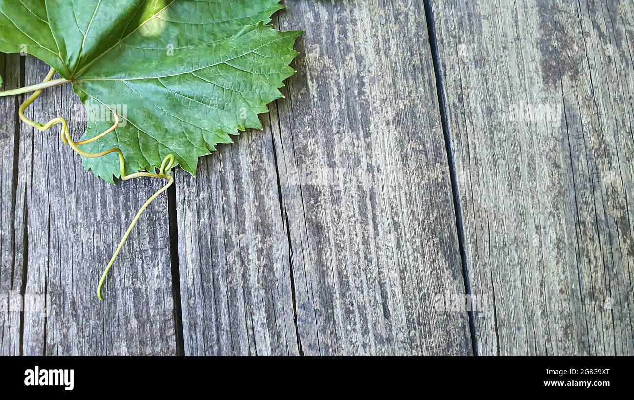 Old rustic wood surface with leaves. Boards for background and ...