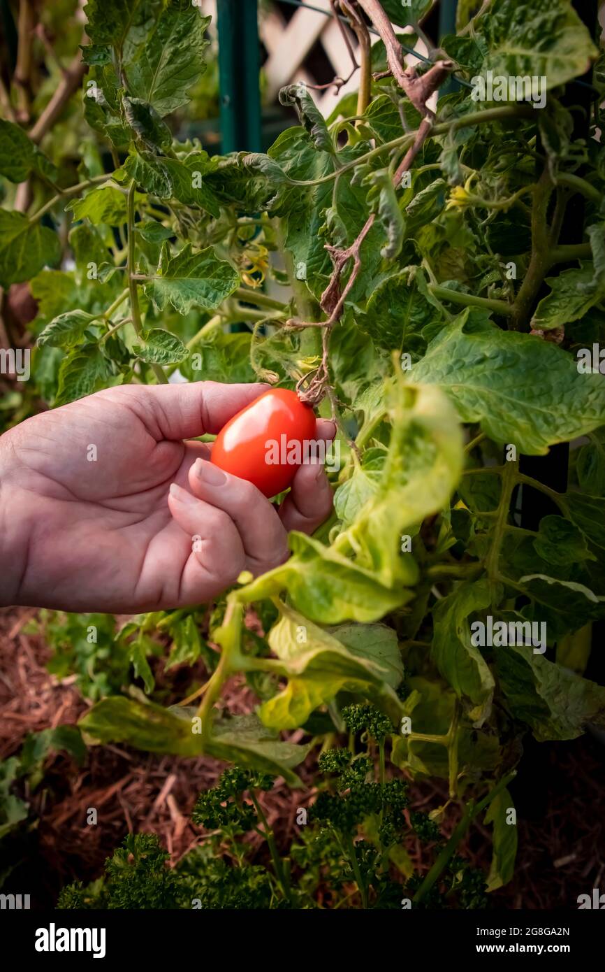 Older woman's left hand picking a ripe tomato fruit from tomato plant ...