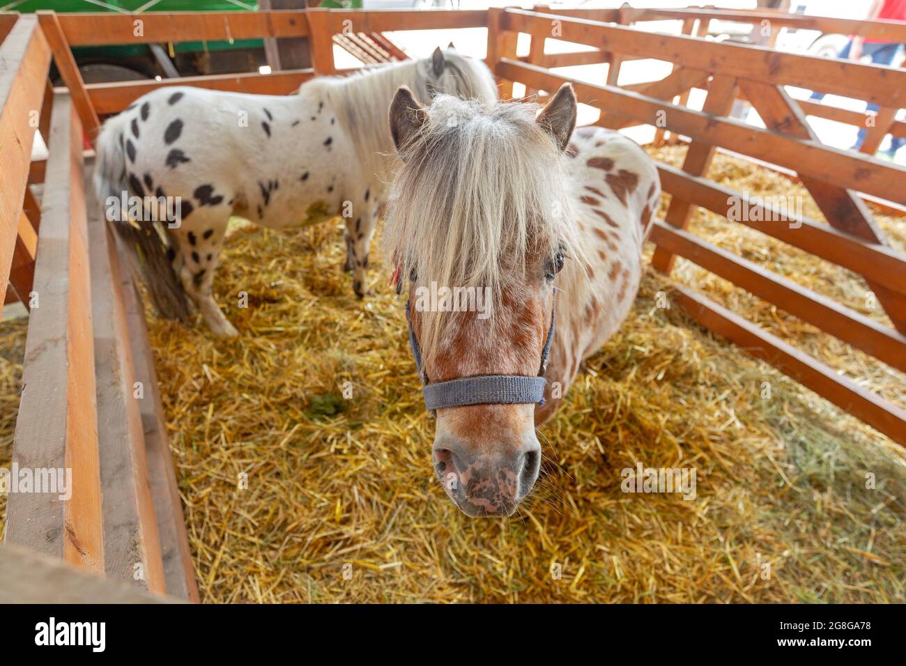 Two Small Pony Horses in Stables at Farm Stock Photo - Alamy