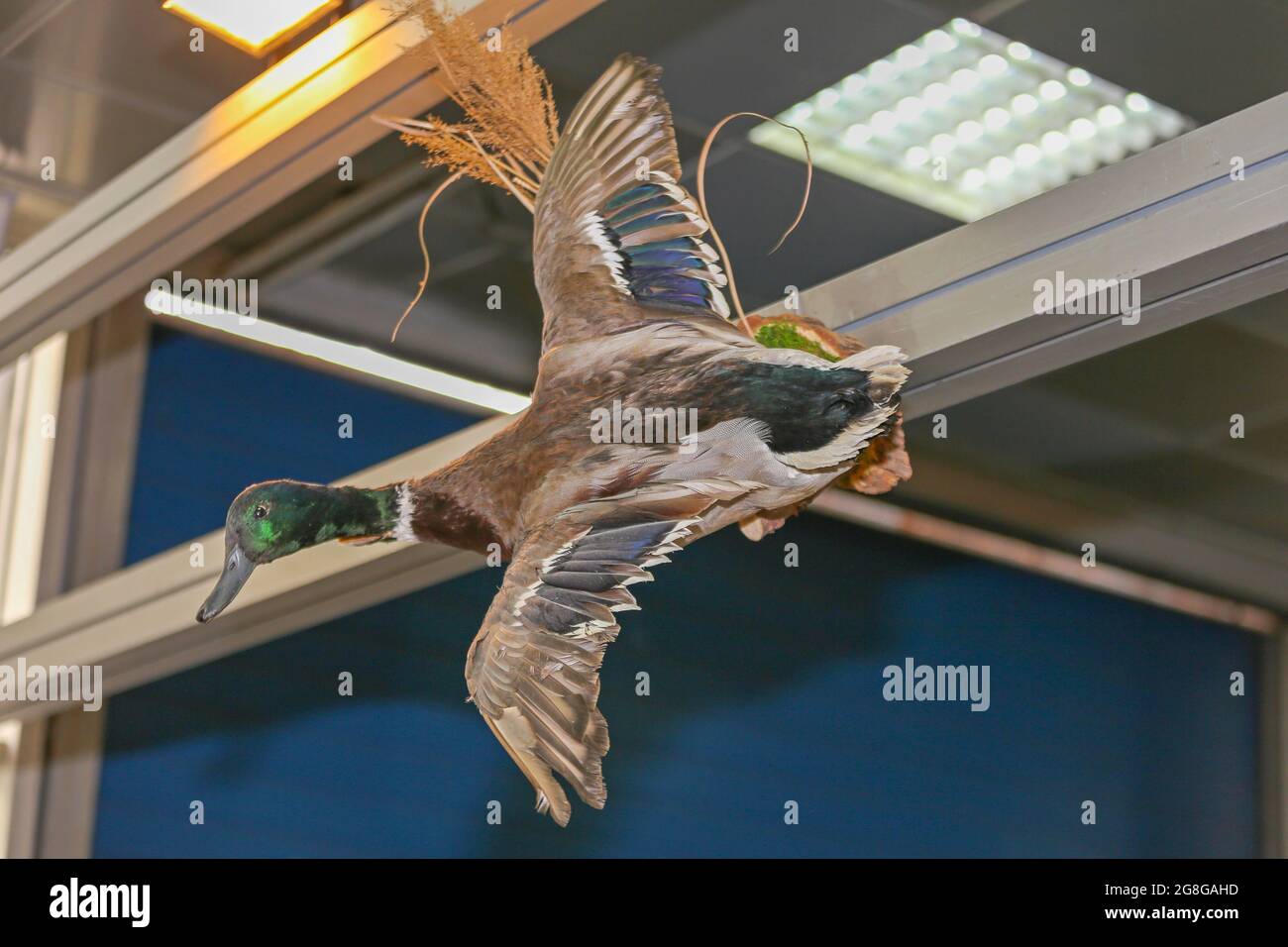 Wild Goose Bird in Flight Taxidermy Trophy Stock Photo - Alamy