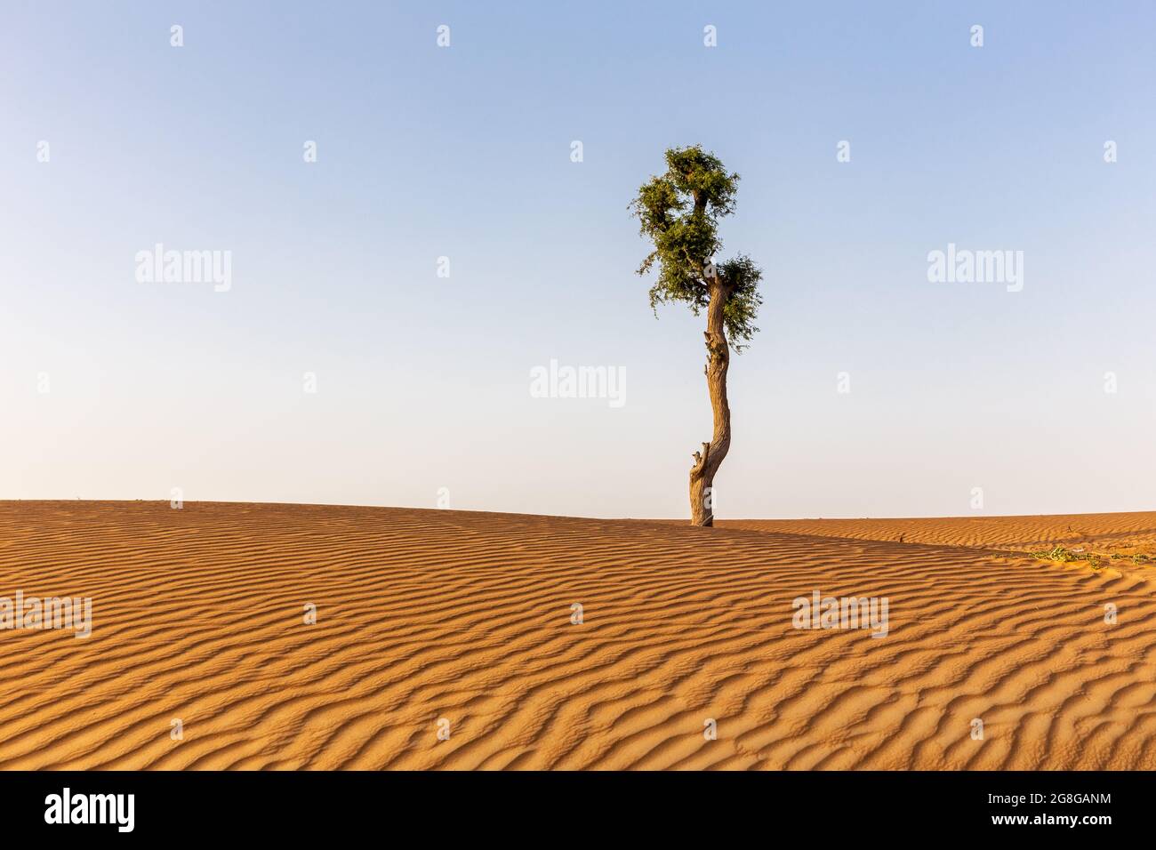 Barren acacia tree trunk growing alone among golden desert sand dunes ...