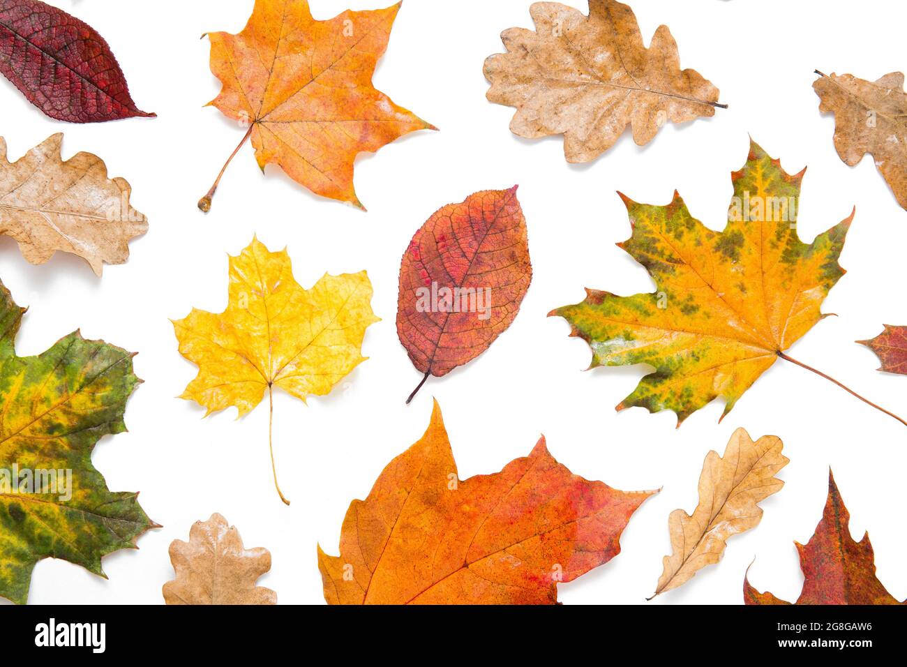 Composition or pattern colorful autumn leaves on a white isolated ...