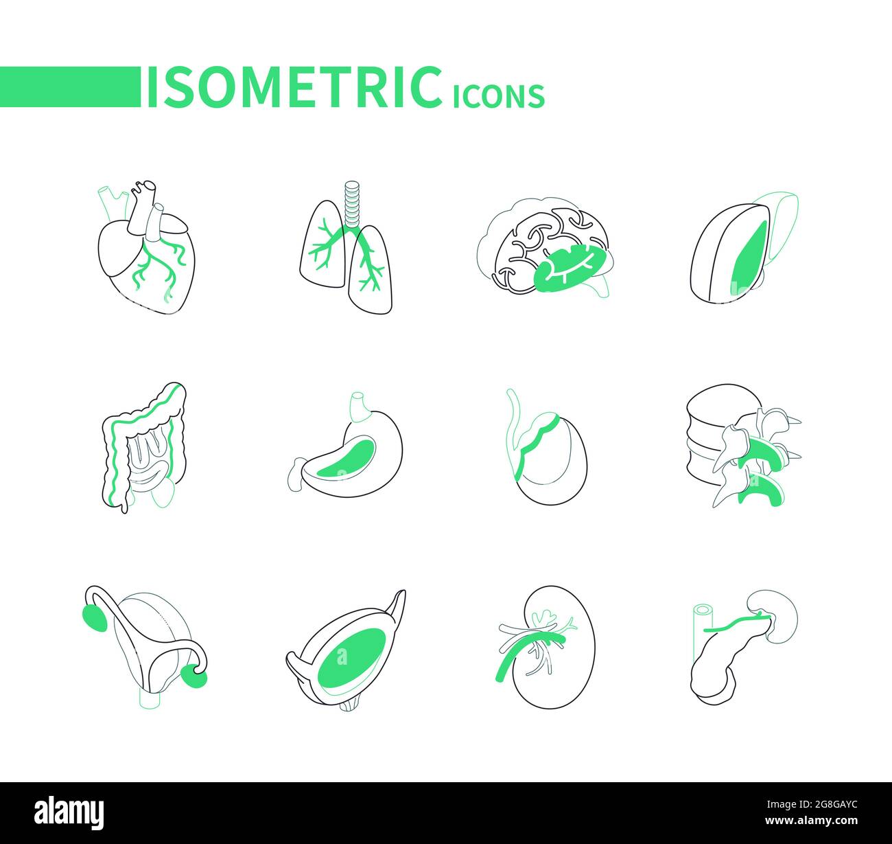 Human internal organs - line isometric icons set on white background ...