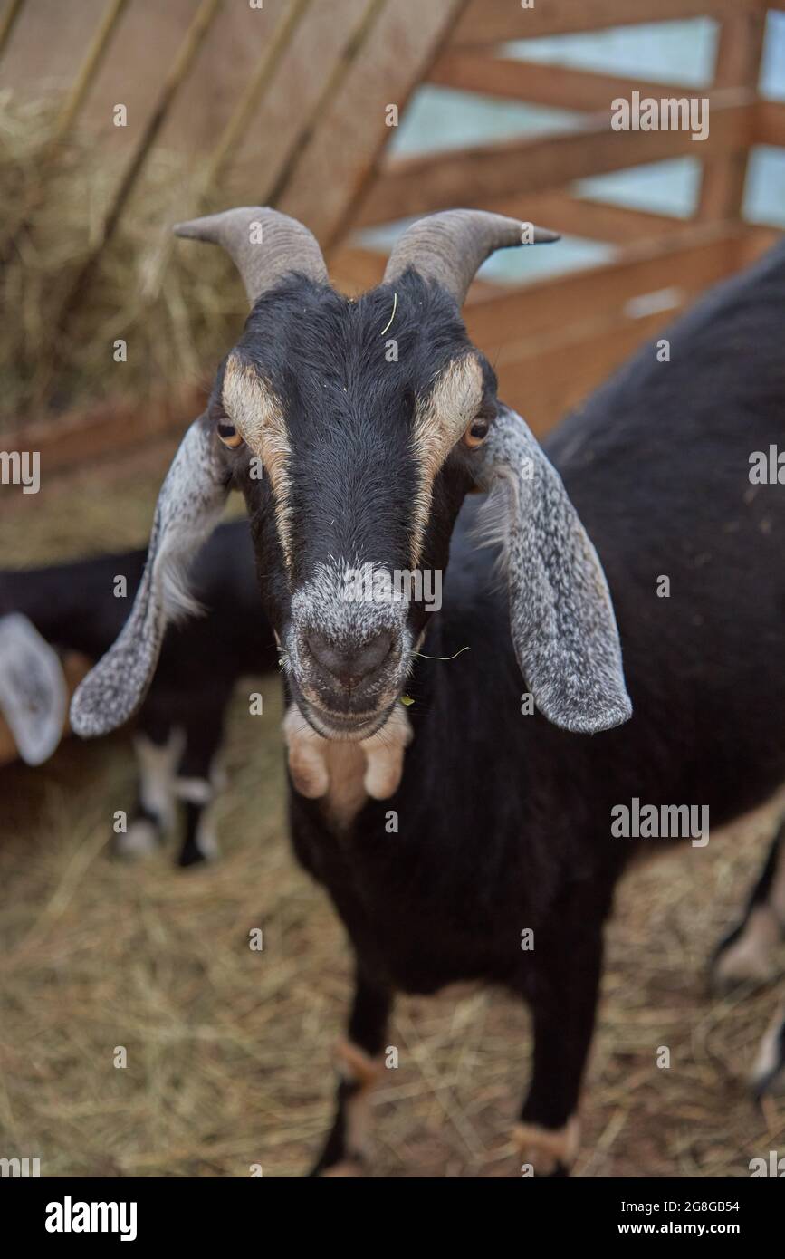 Lop eared goat hi-res stock photography and images - Alamy