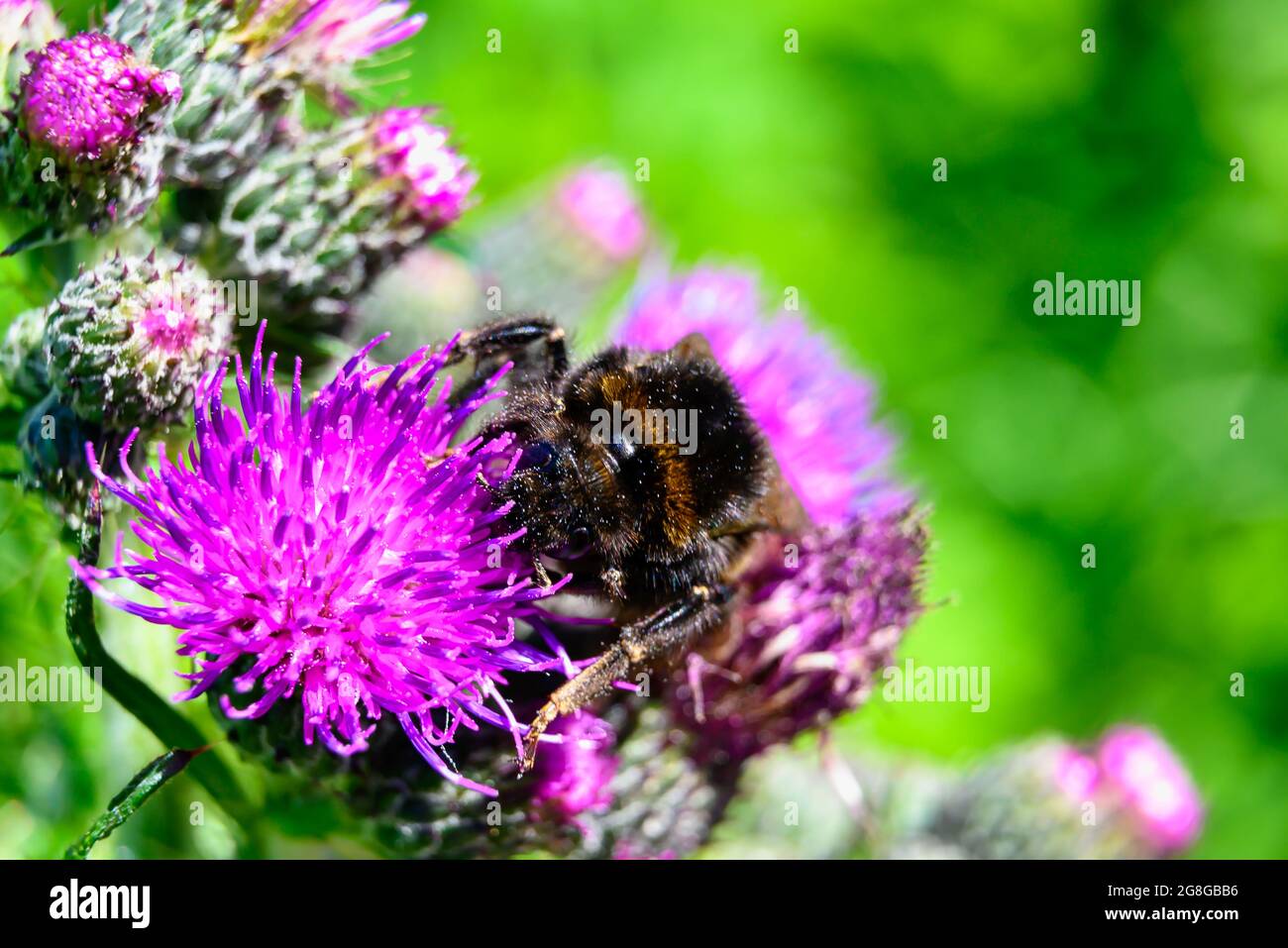 Bumblebee pollinating a thistle Stock Photo - Alamy