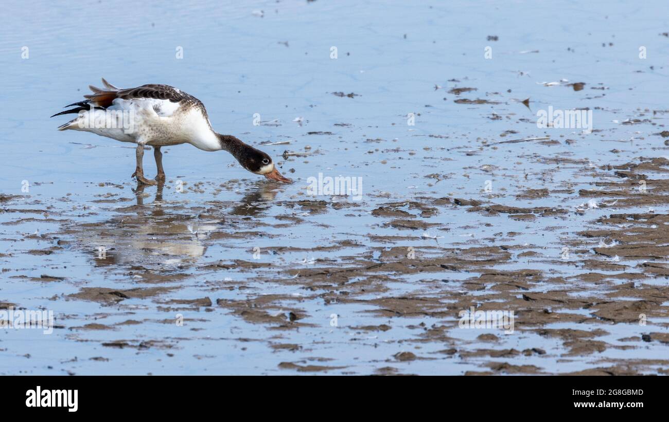 Juvenile shelduck hi-res stock photography and images - Alamy