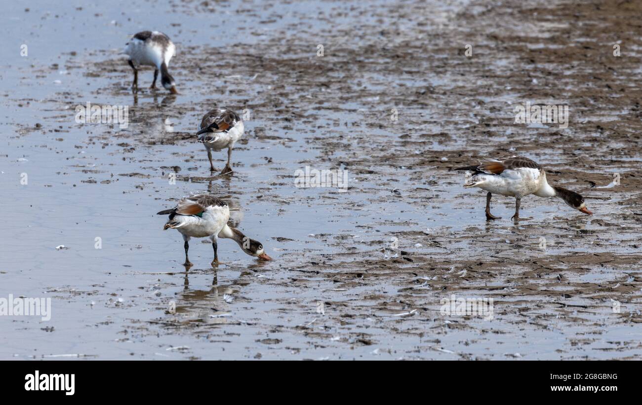Juvenile Shelduck water bird feeding in the water in a coastal area ...
