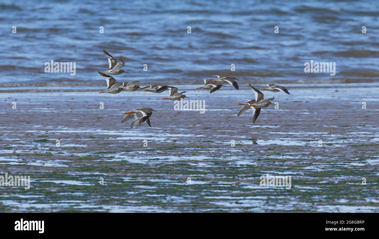 A small flock of Redshank wading birds flying over water in Norfolk UK ...