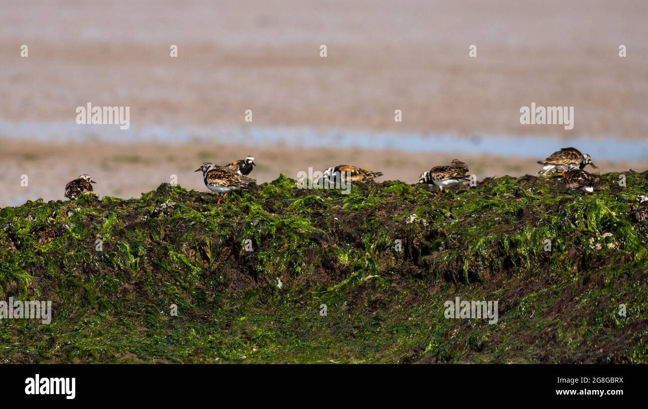 Turnstone shore birds walking on weed covered coastal rocks in Norfolk ...