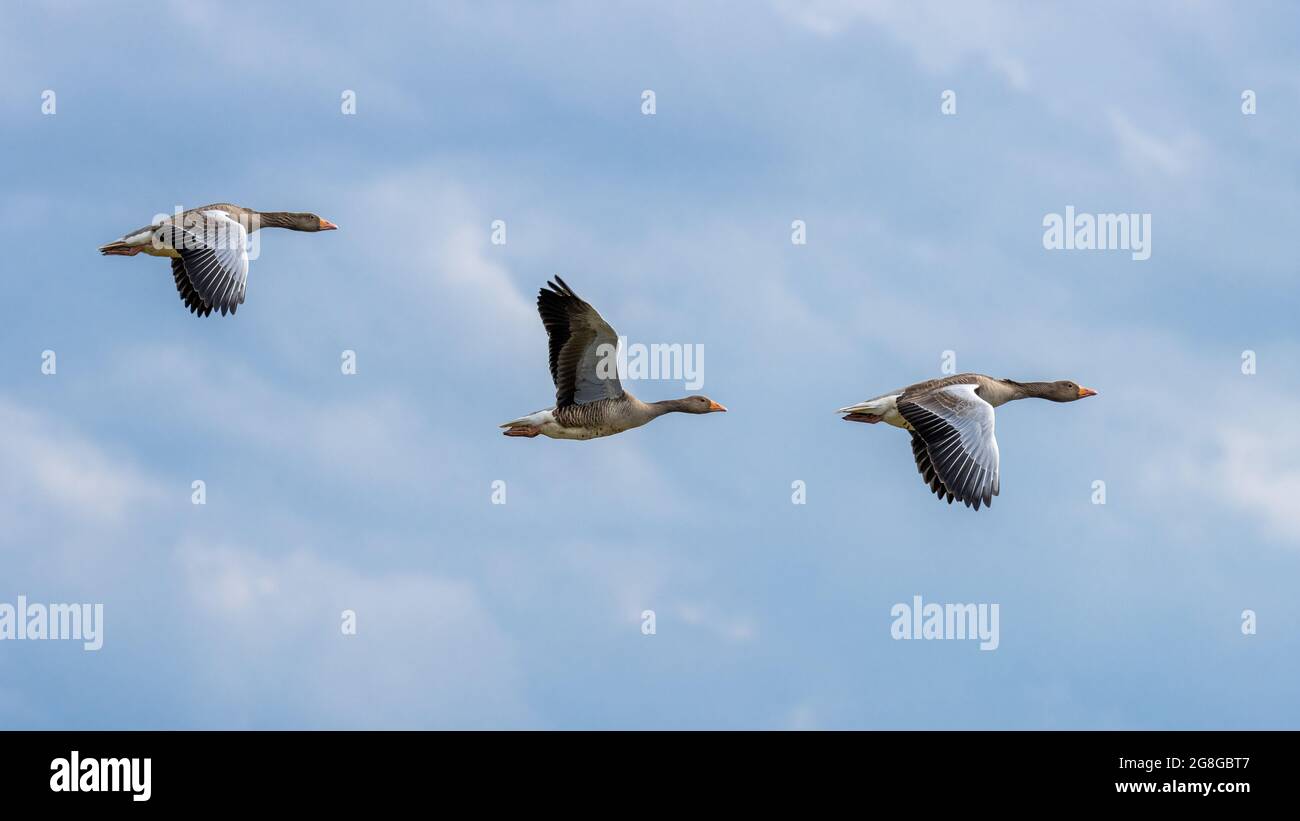 Small flock of greylag geese in flight hi-res stock photography and ...