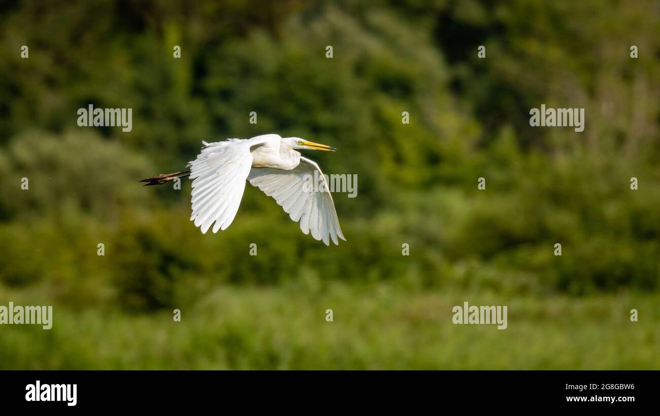 A single Great White Egret in flight, Norfolk UK Stock Photo - Alamy