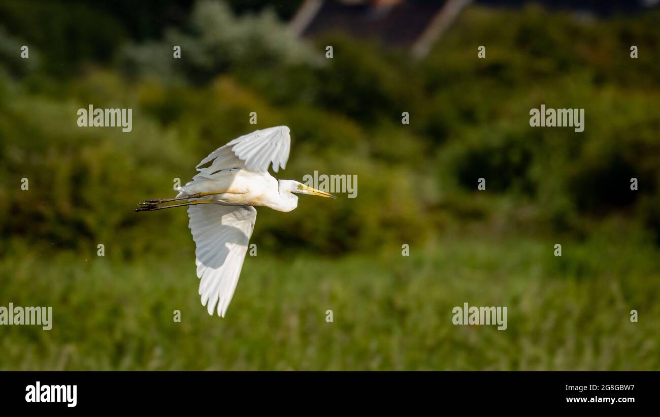 A single Great White Egret in flight, Norfolk UK Stock Photo - Alamy