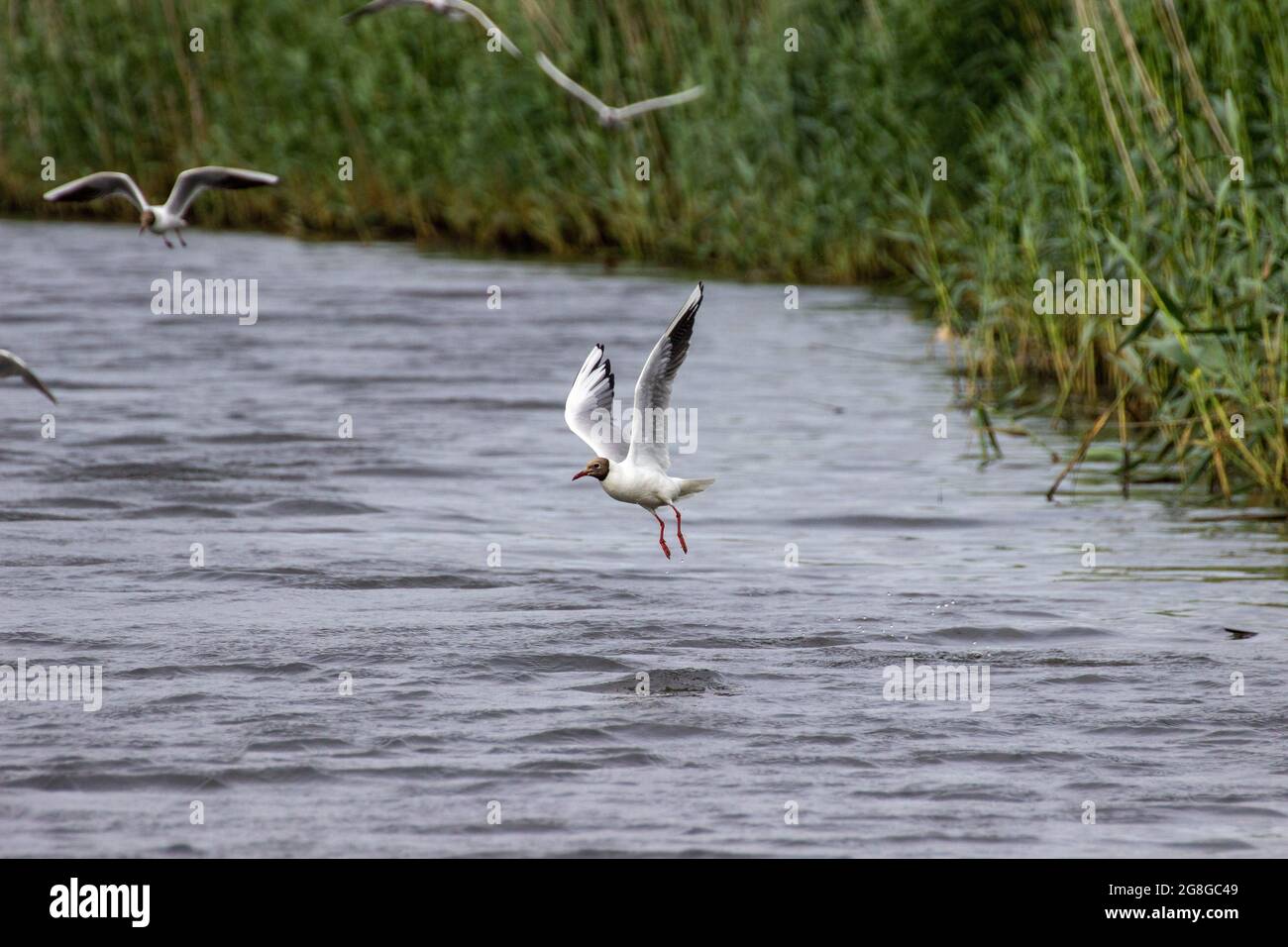 Group of seagulls flying over a lake Stock Photo - Alamy