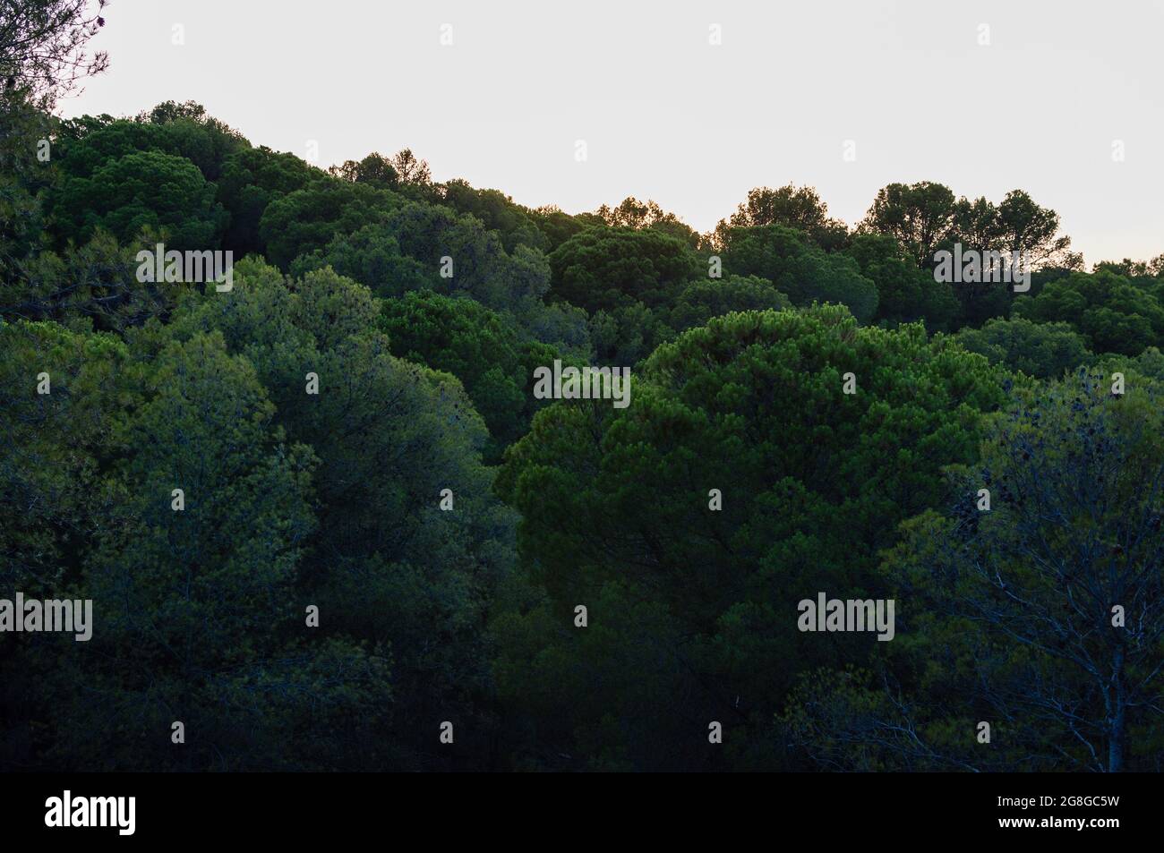 Horizontal view of green treetops with light from sunset Stock Photo ...