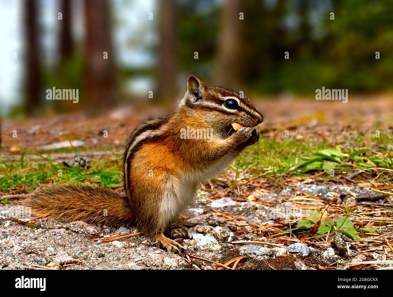 chipmunk on the ground feeding Stock Photo - Alamy