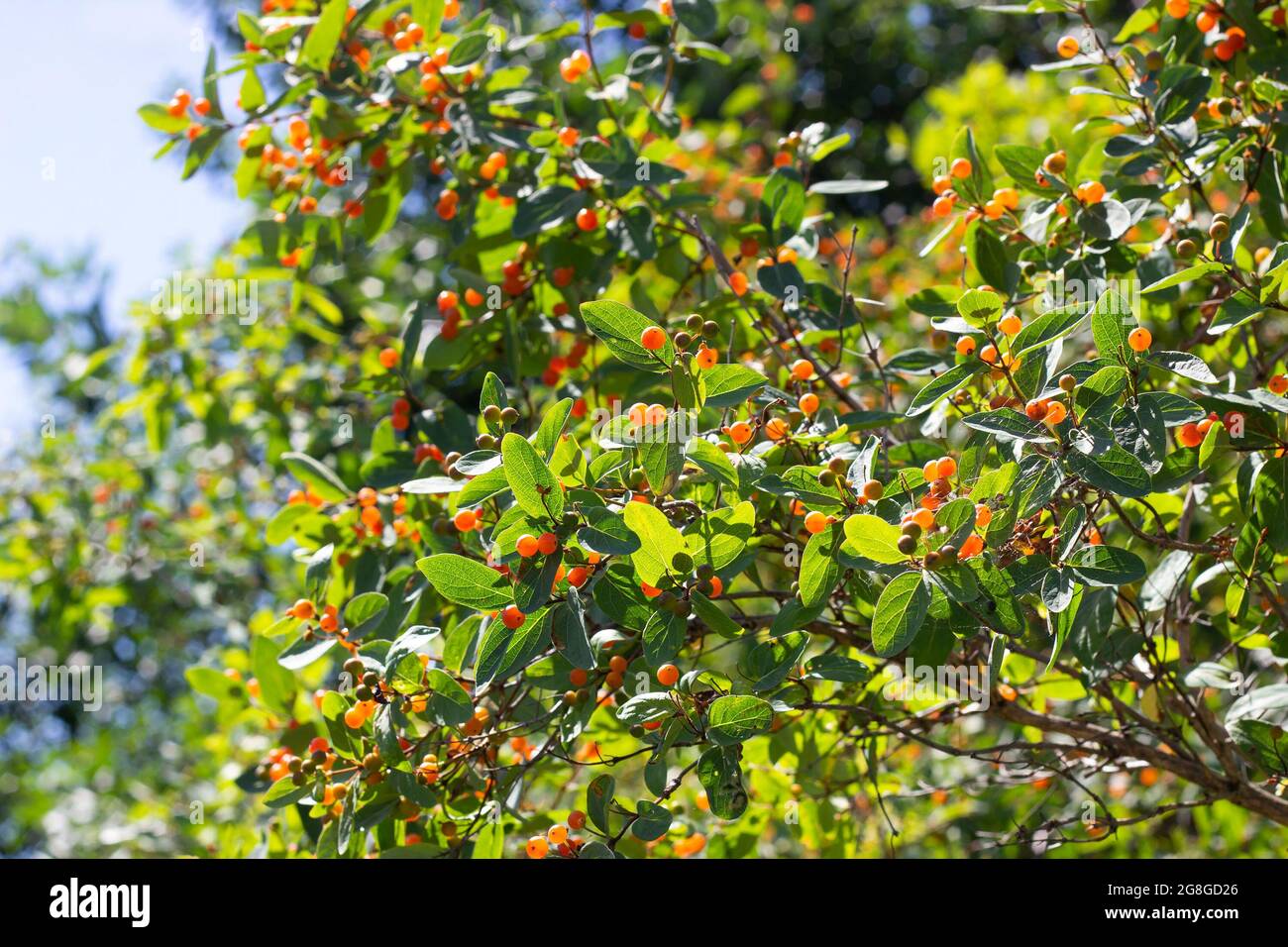Lonicera microphylla hi-res stock photography and images - Alamy