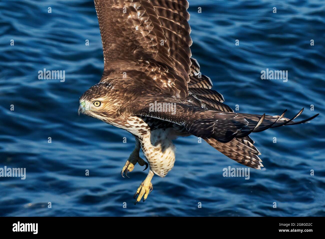 Red-tailed hawk n flight Stock Photo - Alamy