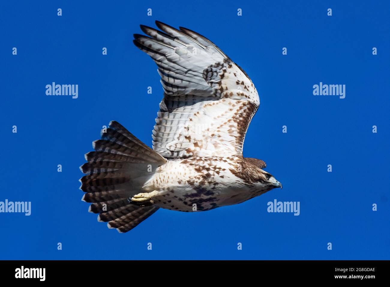Red-tailed hawk n flight Stock Photo - Alamy