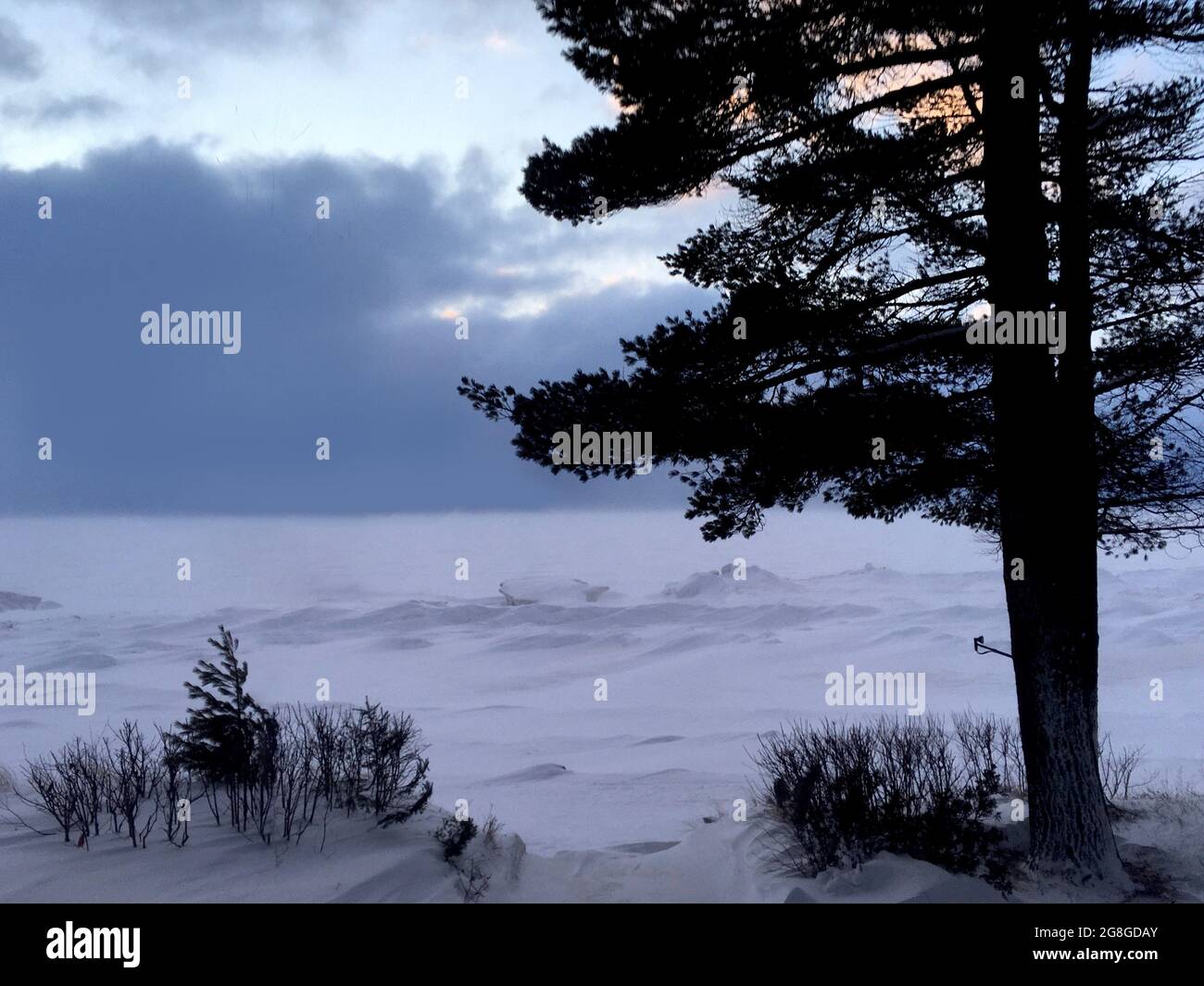 tree frozen lake superior, ontario, canada Stock Photo - Alamy