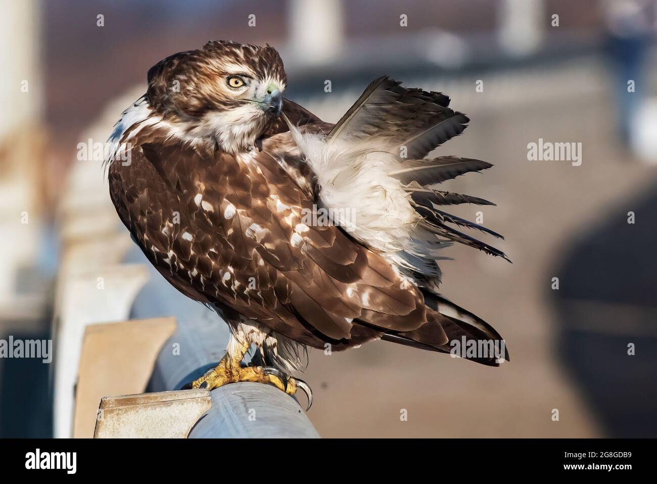 Urban habitat hi-res stock photography and images - Alamy