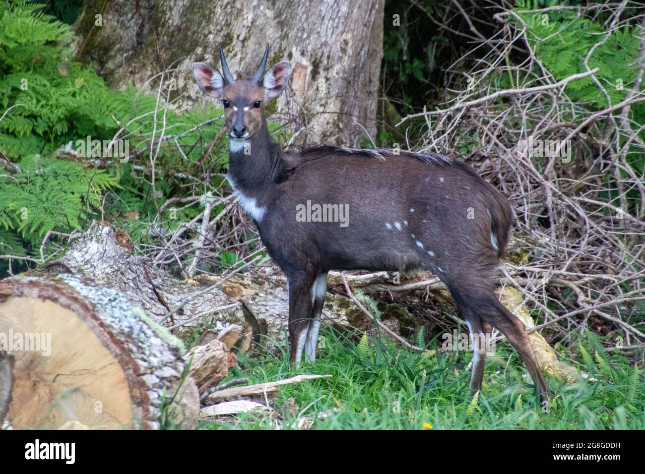 A young bushbuck antelope isolated in the forest Stock Photo - Alamy