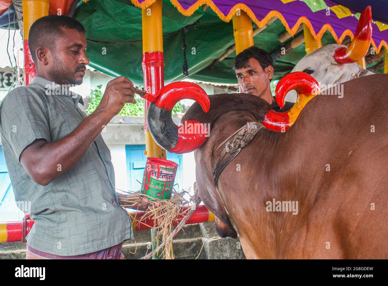 The biggest holy festival of Muslims Eid Ul Adha is approaching. A cow ...
