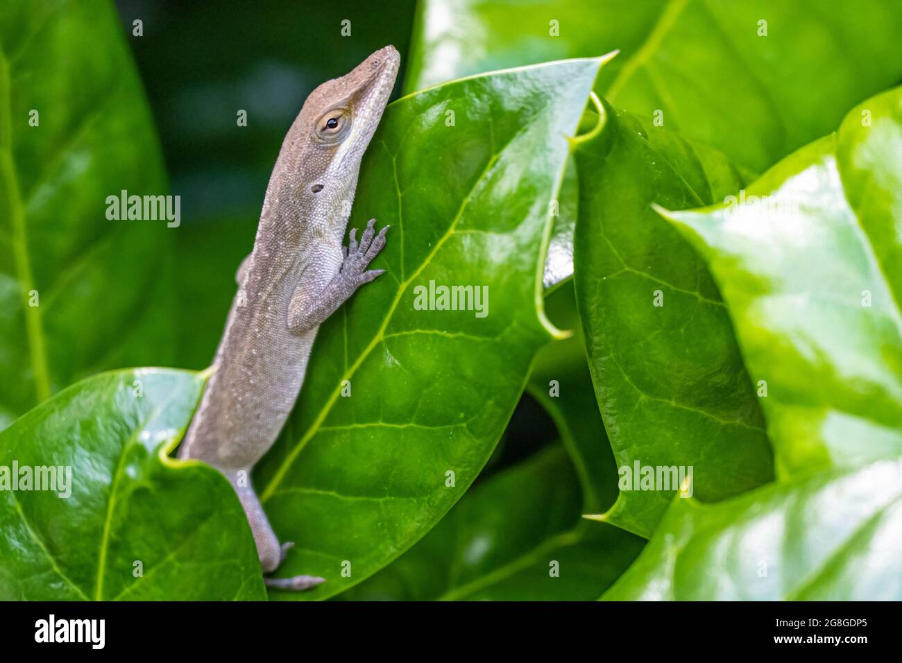 Chordata hi-res stock photography and images - Alamy