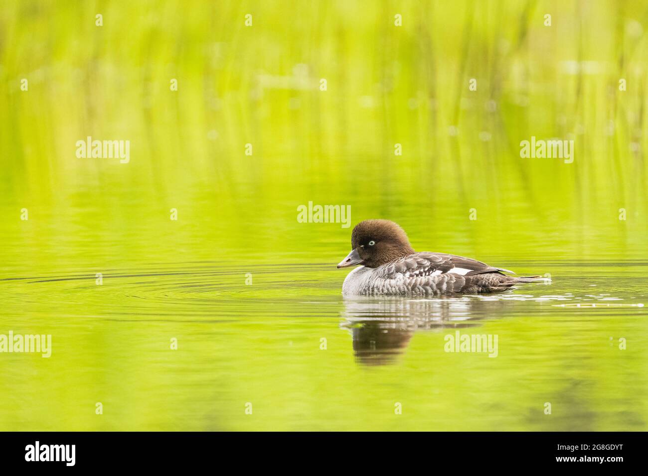 Female barrow's Goldeneye swimming in pond at Hatcher Pass Management ...