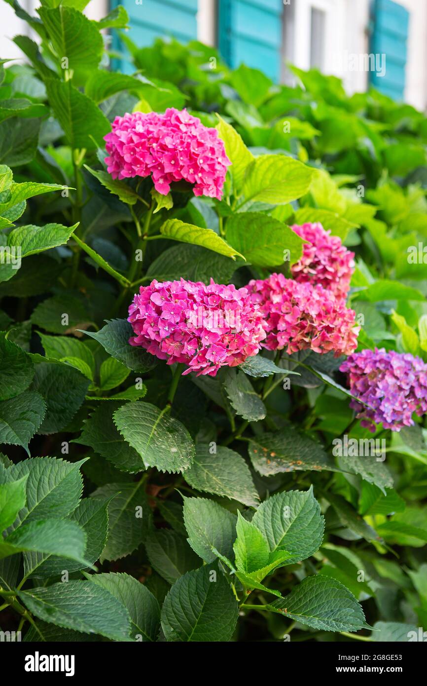 A very beautiful pink hydrangea bush against the background of a ...