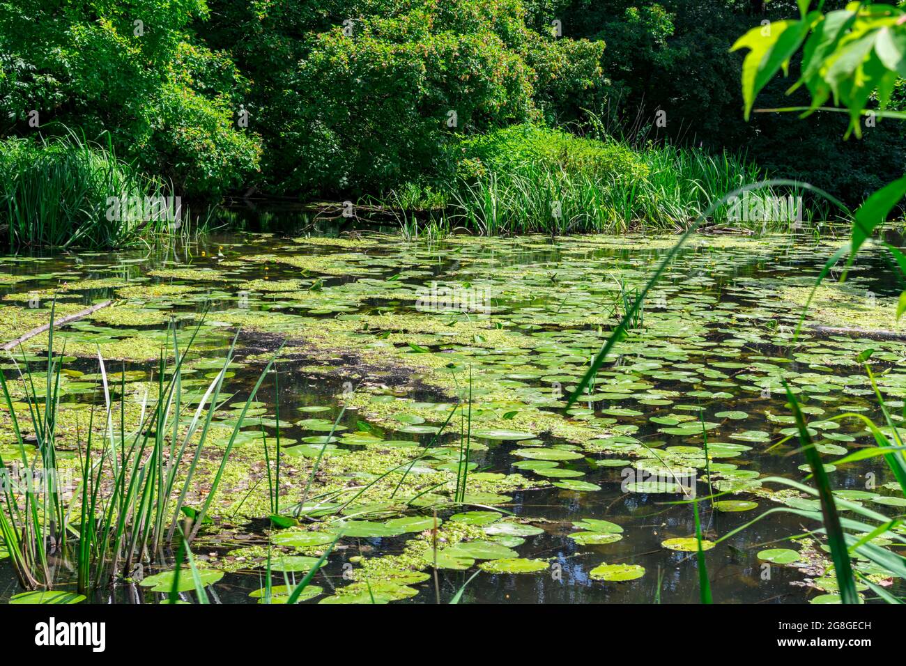 A pond with yellow water lilies surrounded by forest. Tranquil nature ...