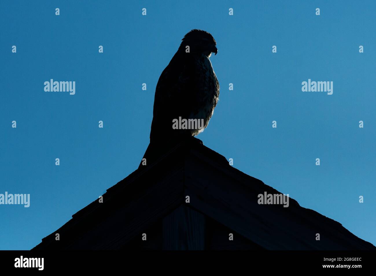 Red Tail Hawk Silhouette