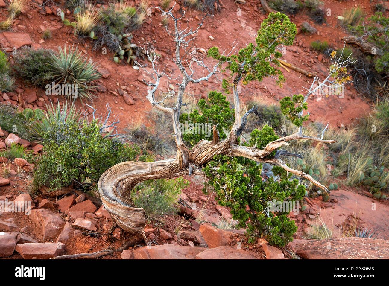 Gnarled Juniper Tree in Sedona ArizonaGnarled juniper bush in arid red ...