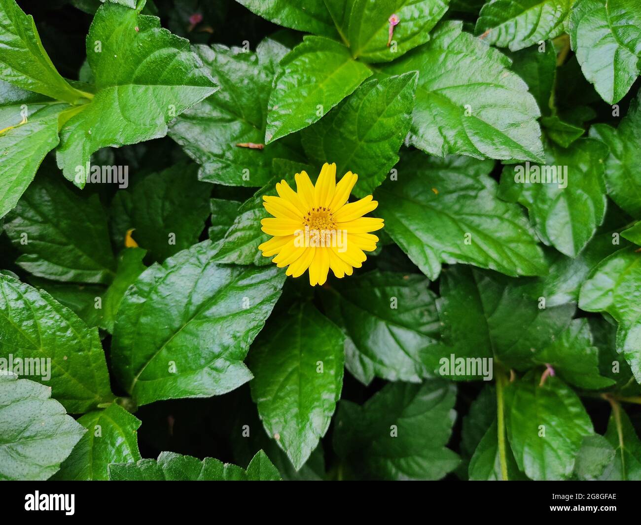 Trailing Sunflower High Resolution Stock Photography and Images - Alamy