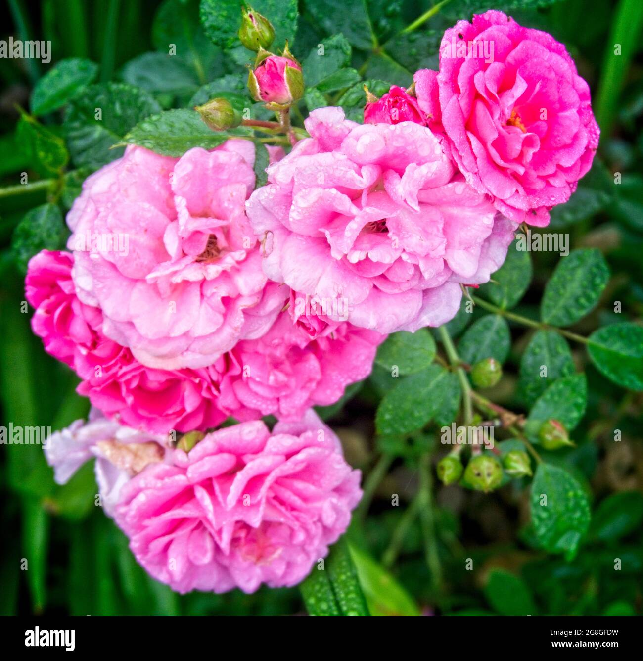 Carnation cluster High Resolution Stock Photography and Images - Alamy