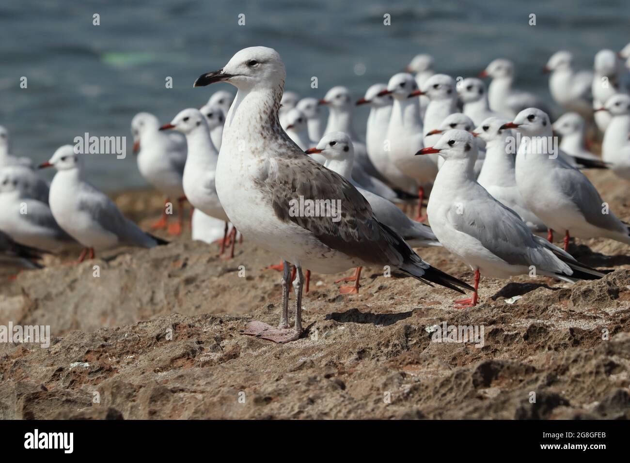 Closeup shot seagulls standing hi-res stock photography and images - Alamy