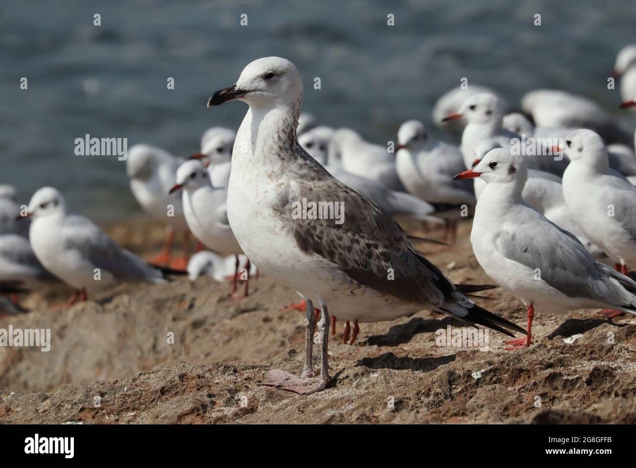 Closeup shot seagulls beach hi-res stock photography and images - Alamy