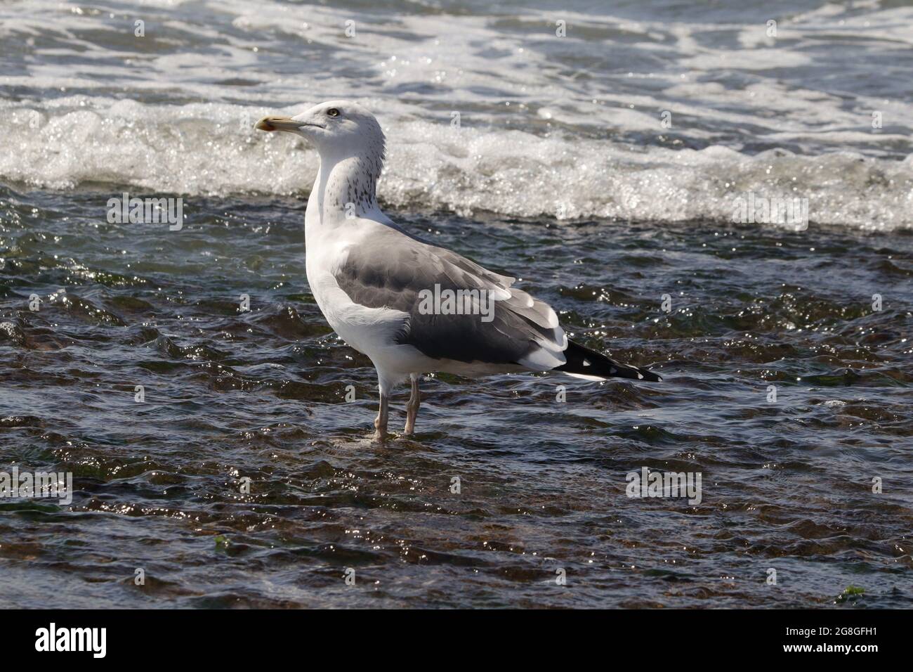 Closeup shot of a seagull standing on the beach Stock Photo - Alamy