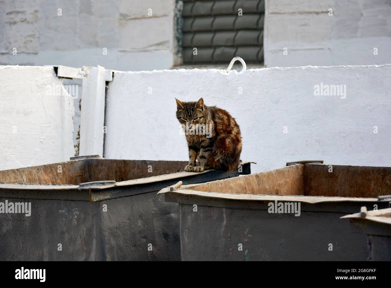 Homeless cat on the garbage container. One houseless cat on the street ...