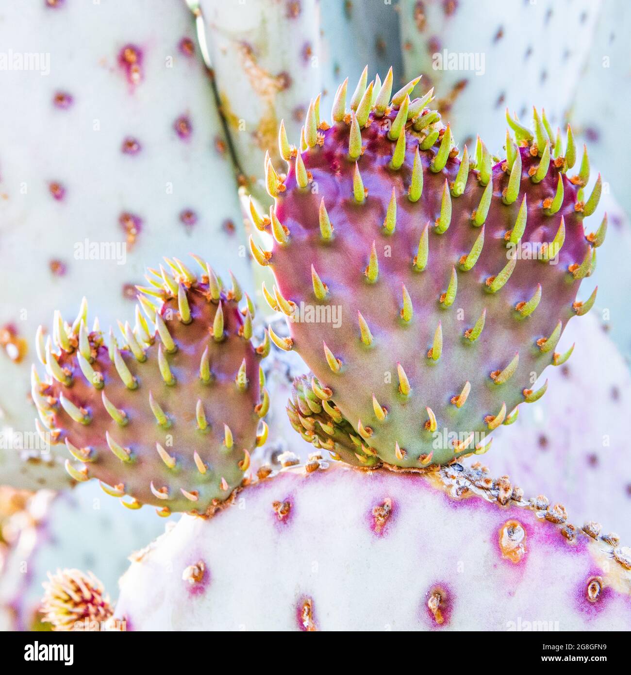 Concept prickly love hi-res stock photography and images - Alamy