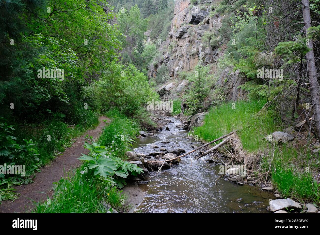 Beaver Brook Trail in Colorado Stock Photo - Alamy