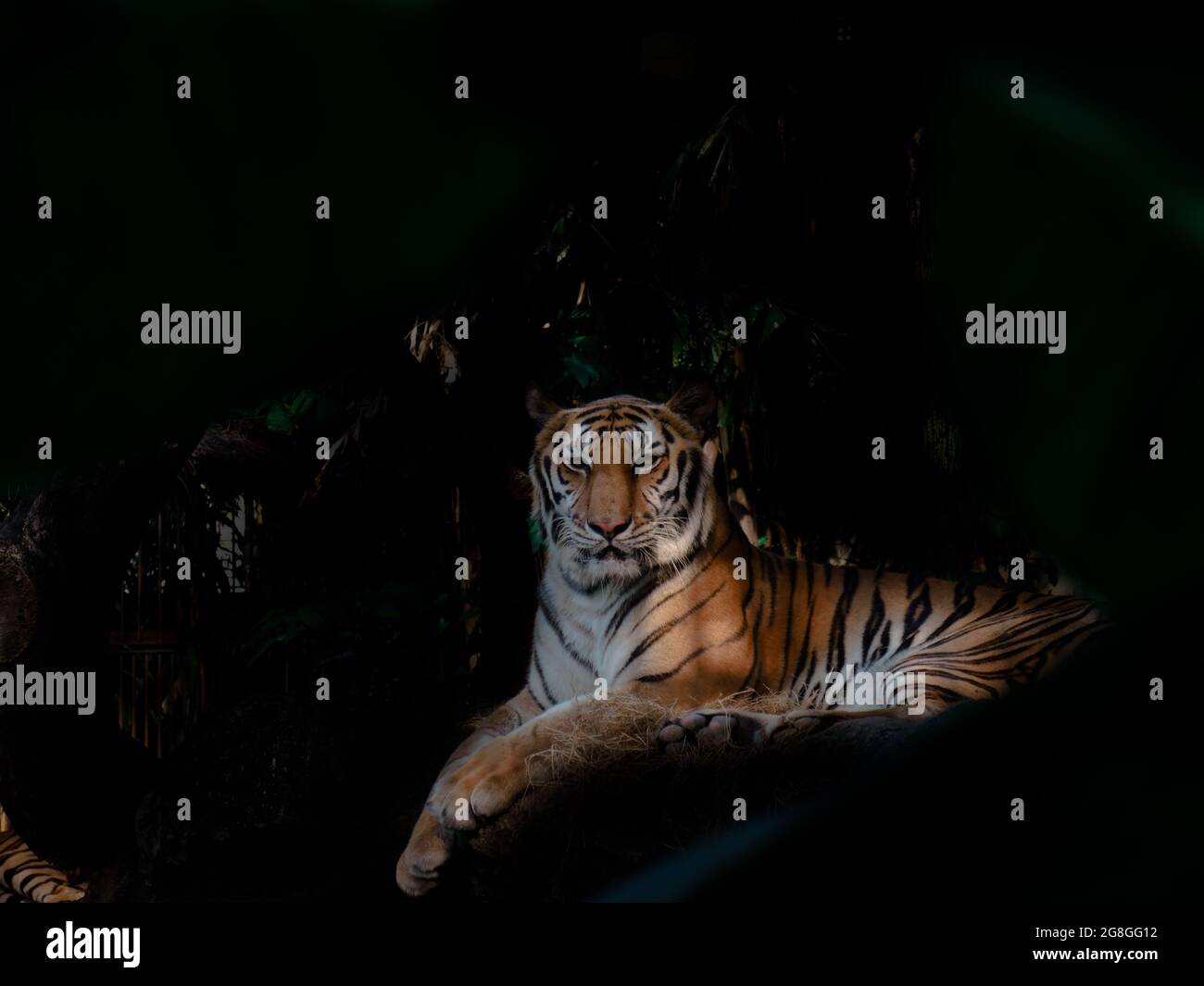 Crouching tiger hi-res stock photography and images - Alamy