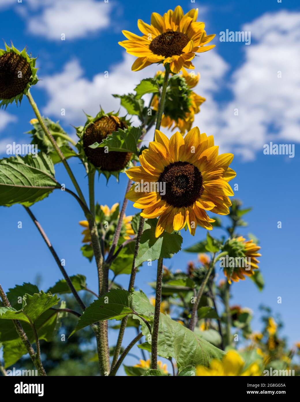 Yellow sun flower hi-res stock photography and images - Alamy