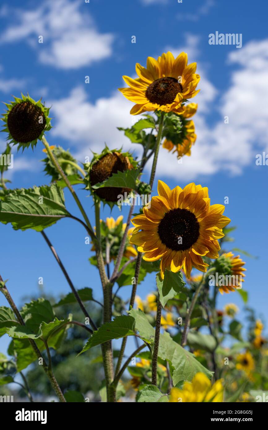 Yellow sun disk hi-res stock photography and images - Alamy