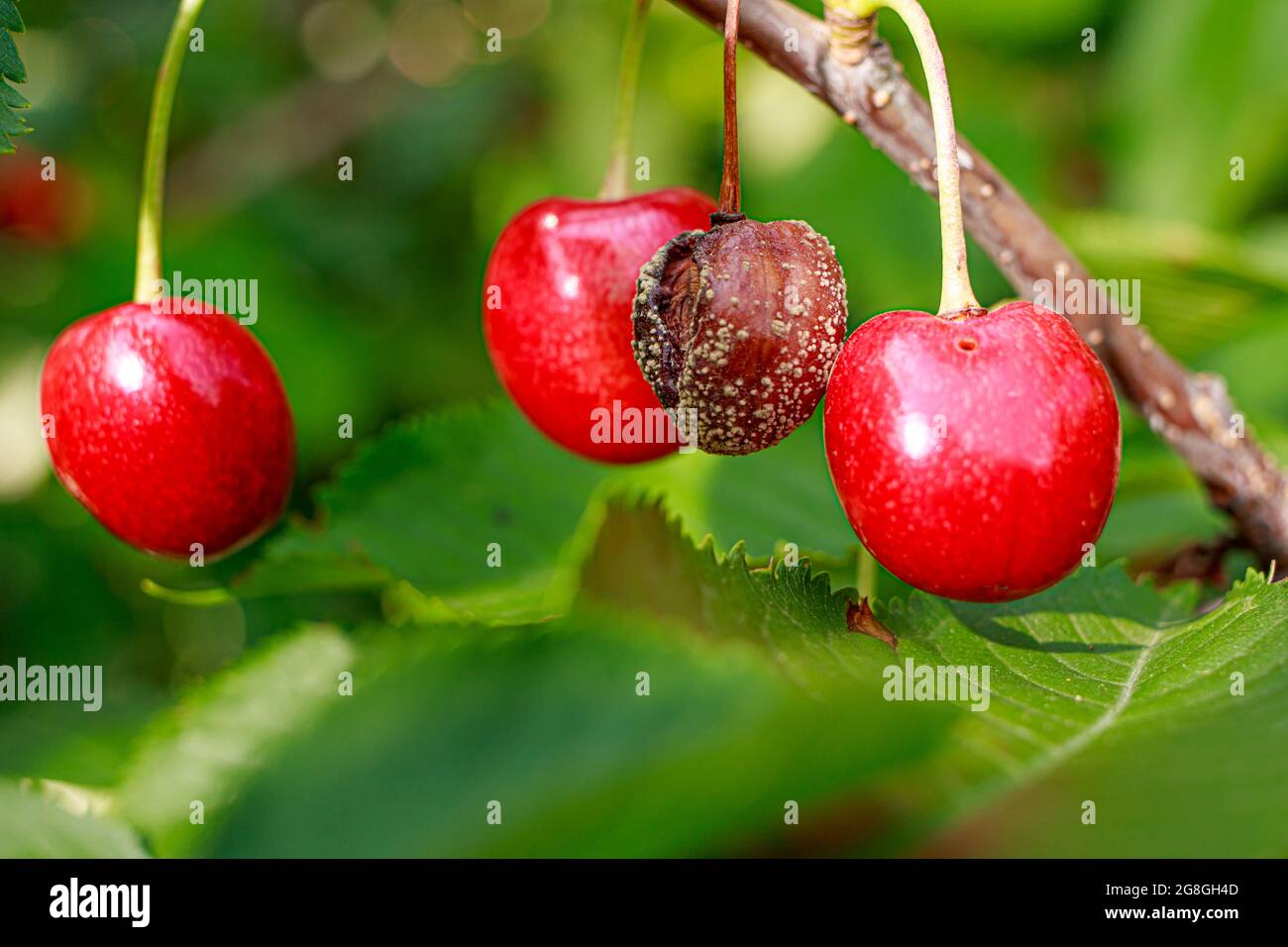 Rotten berries hi-res stock photography and images - Alamy
