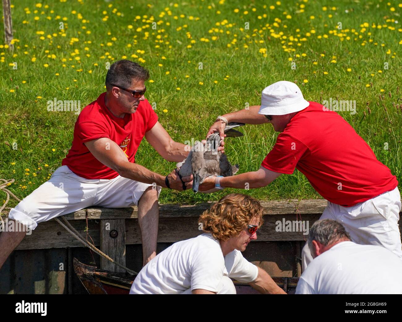 Swan Uppers capture a cygnet near Cookham, Berkshire, during the ...