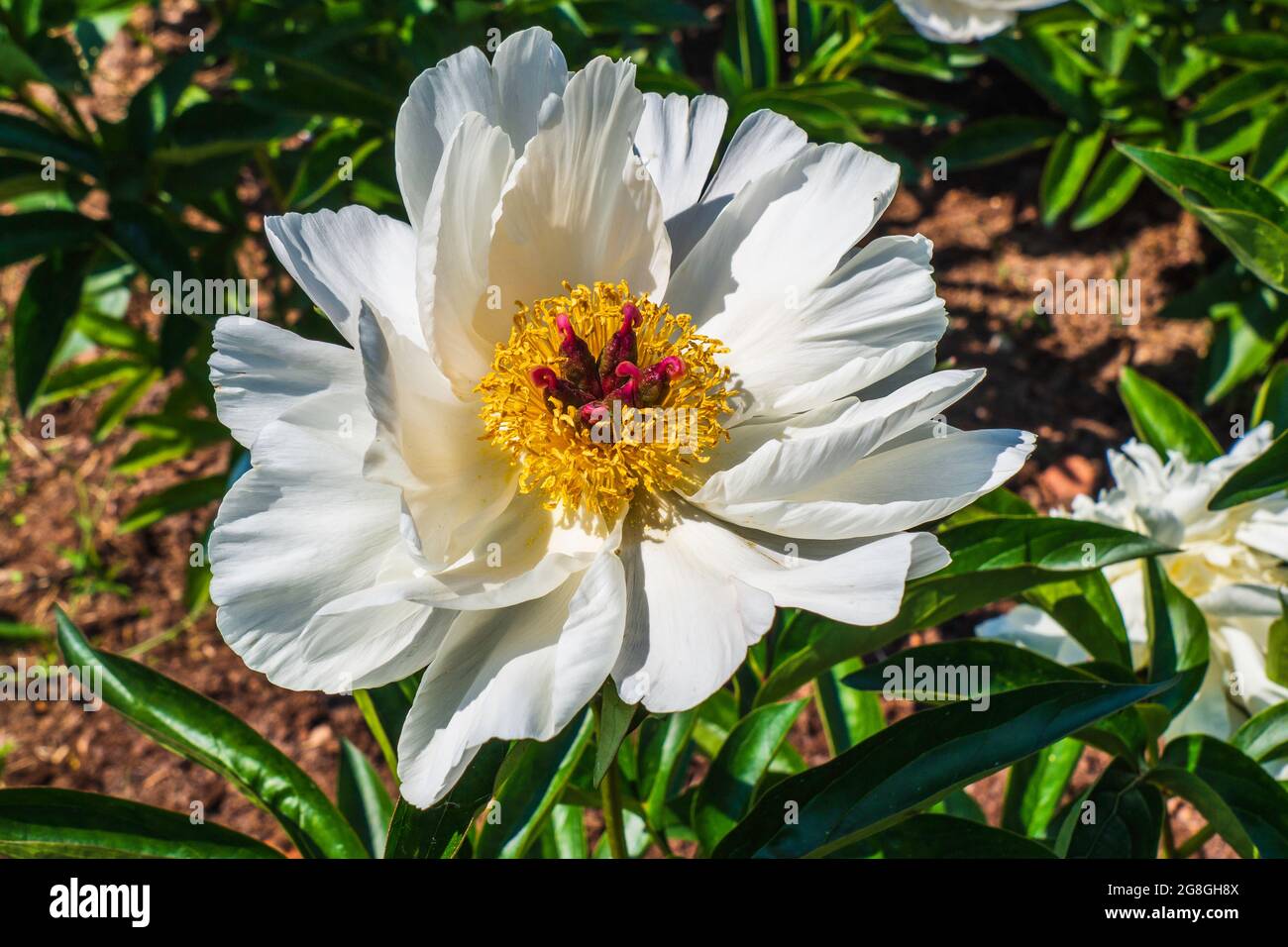 Beautiful White Paeonia Flowers Blooming in Garden Stock Photo - Alamy