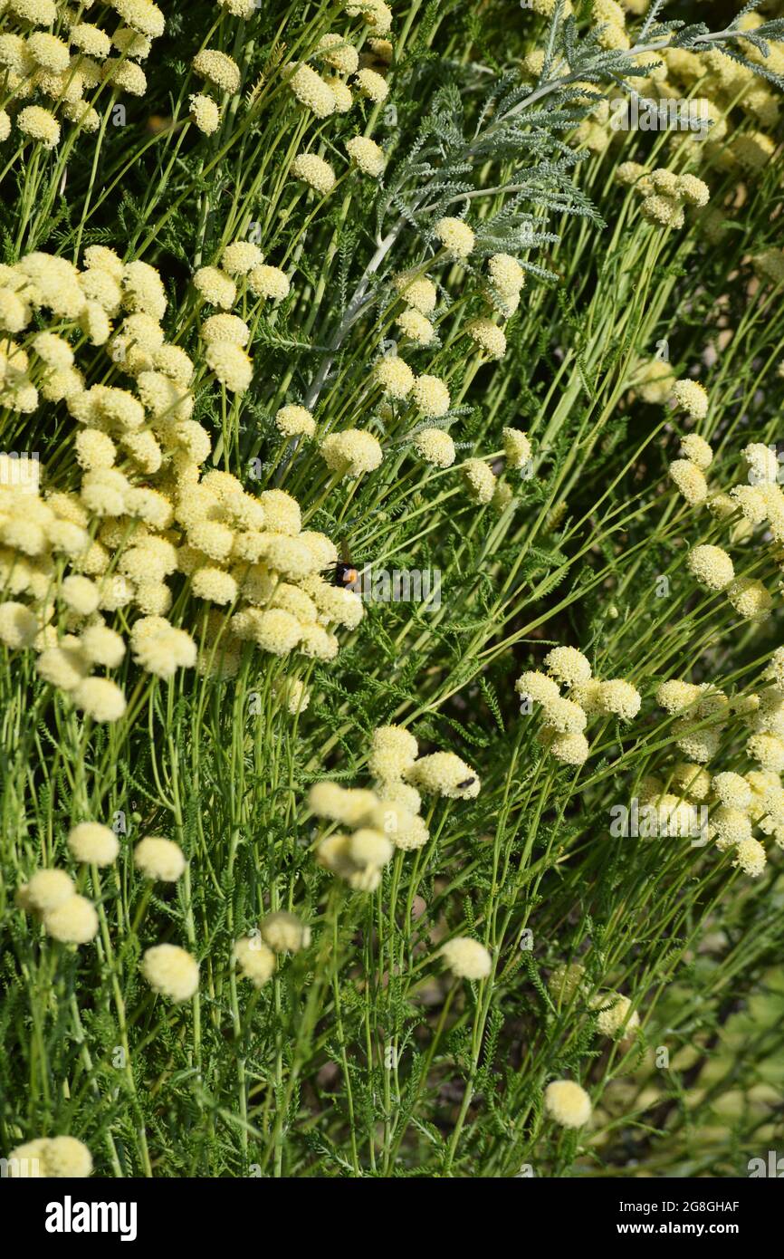 Santolina rosmarinifolia santolina hi-res stock photography and images ...