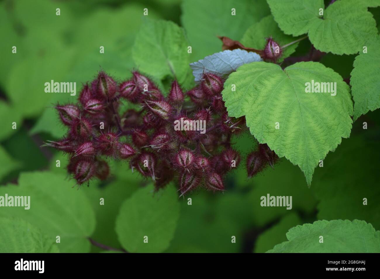 japanese Wine raspberry with a Leaf Stock Photo - Alamy