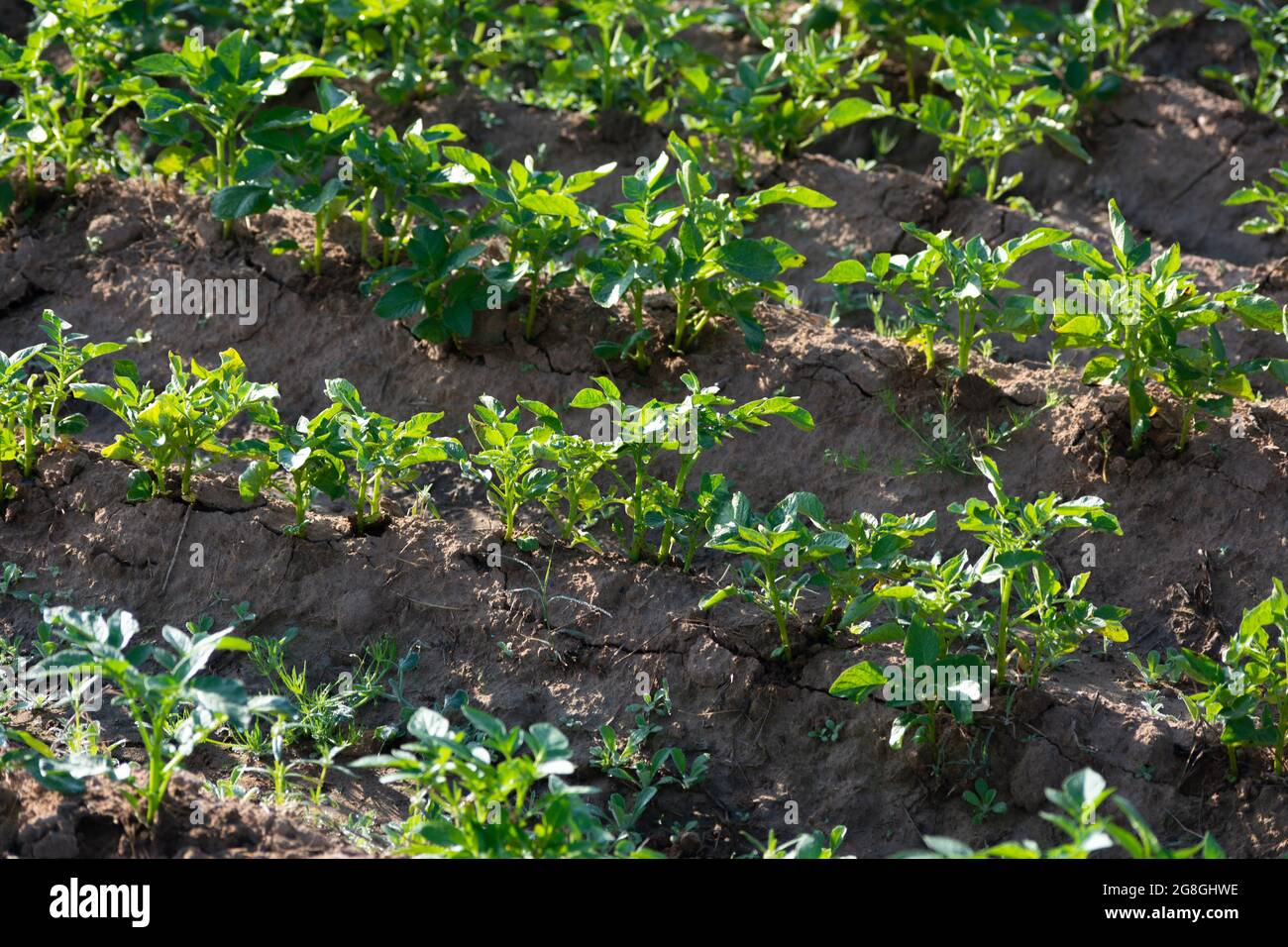 Young potato plant growing on the soil. Natural outdoor background ...