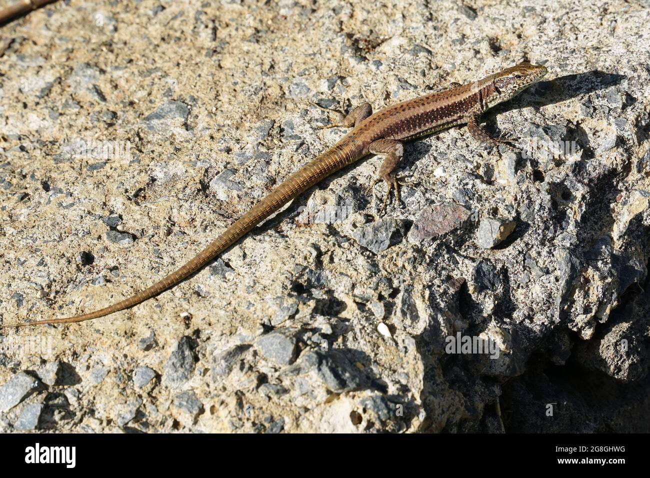 Madeiran wall lizard, Madeira-Eidechse, Madeira-Mauereidechse, Teira ...